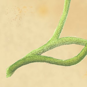 Aglaophyton, Fossil Plant, Original Botanical Watercolor Painting ...