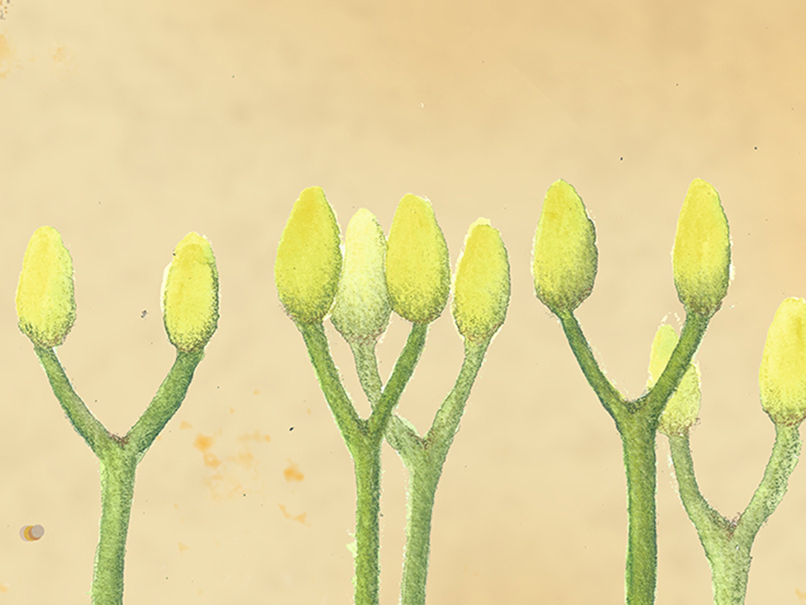 Aglaophyton, Fossil Plant, Original Botanical Watercolor Painting ...