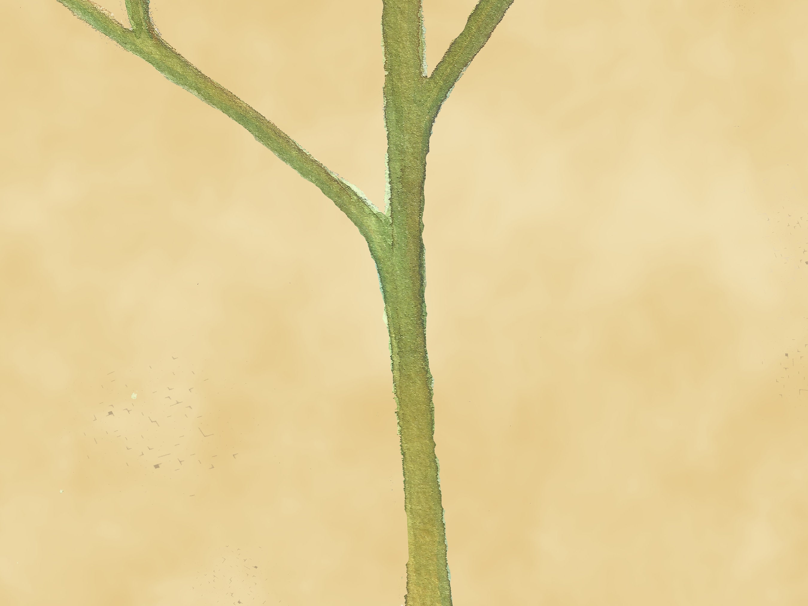 Horneophyton, Fossil Plant, Original Watercolor, Vintage Style ...