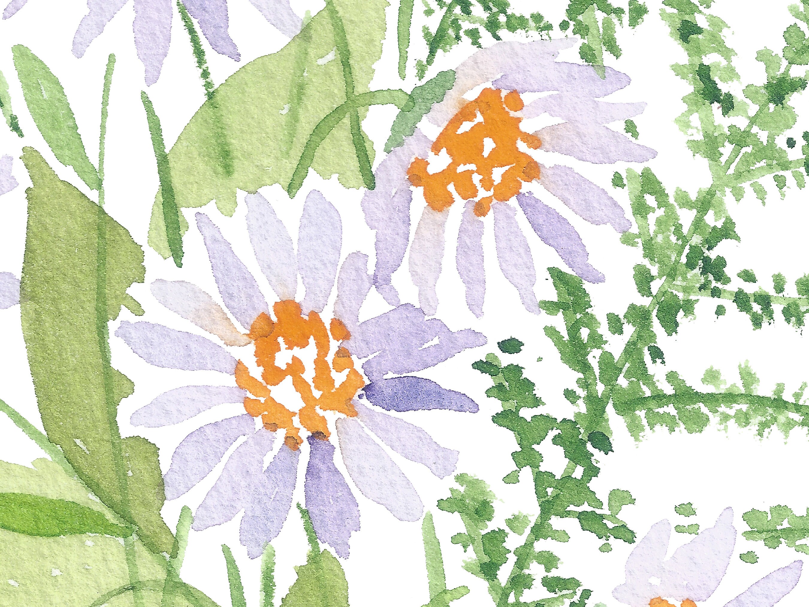 Aster, Floral Watercolor Painting, Botanical Watercolor Illustration ...