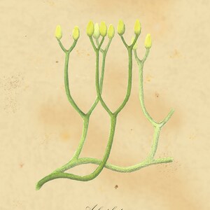 Aglaophyton, Fossil Plant, Original Botanical Watercolor Painting ...