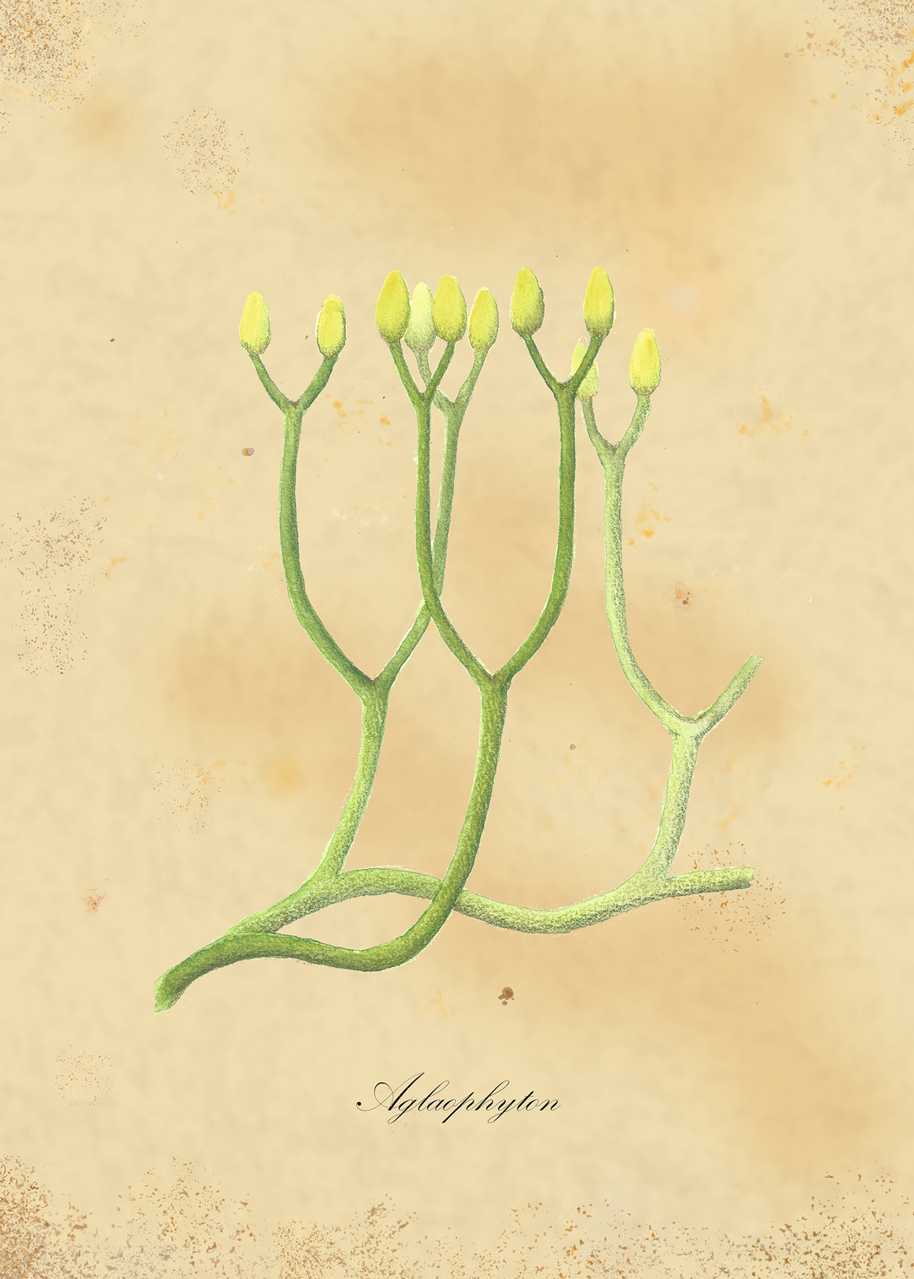 Aglaophyton, Fossil Plant, Original Botanical Watercolor Painting ...