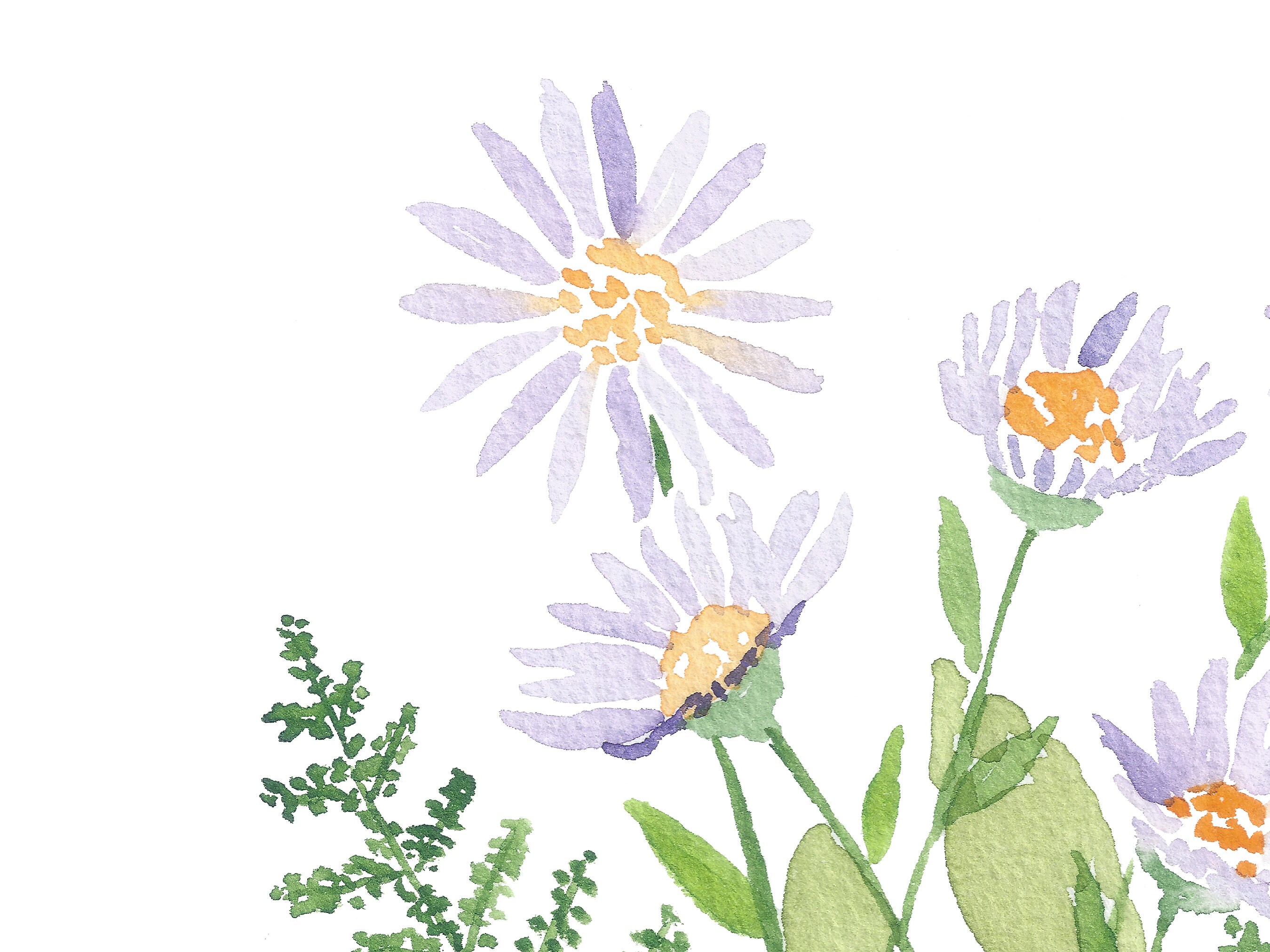 Aster, Floral Watercolor Painting, Botanical Watercolor Illustration ...