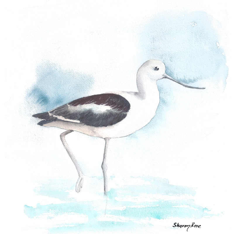 American Avocet - Etsy