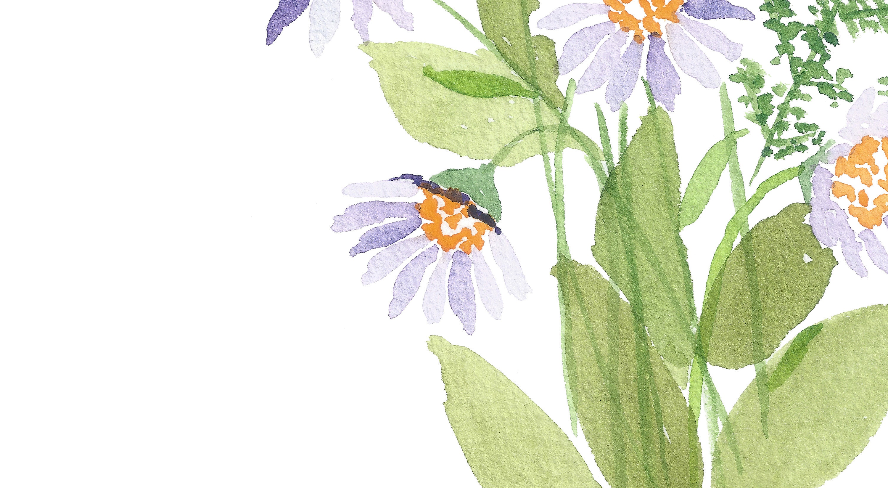 Aster, Floral Watercolor Painting, Botanical Watercolor Illustration ...