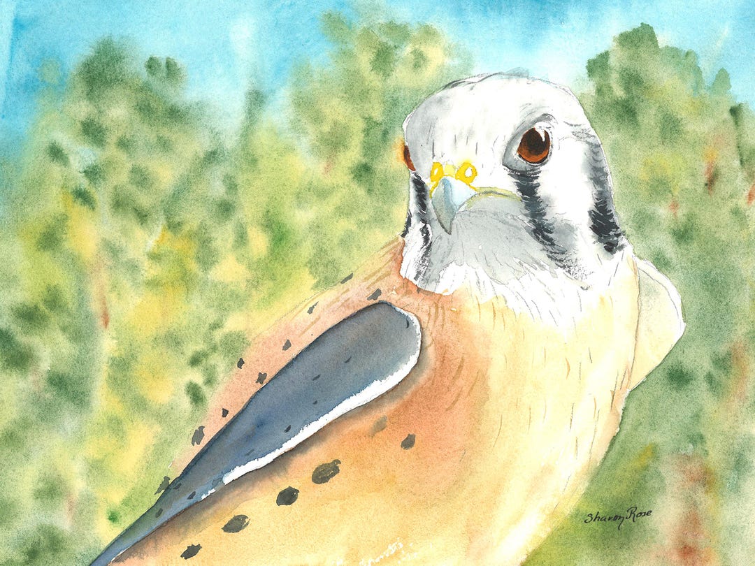 American Kestrel, Watercolor Painting, Printable Download - Etsy