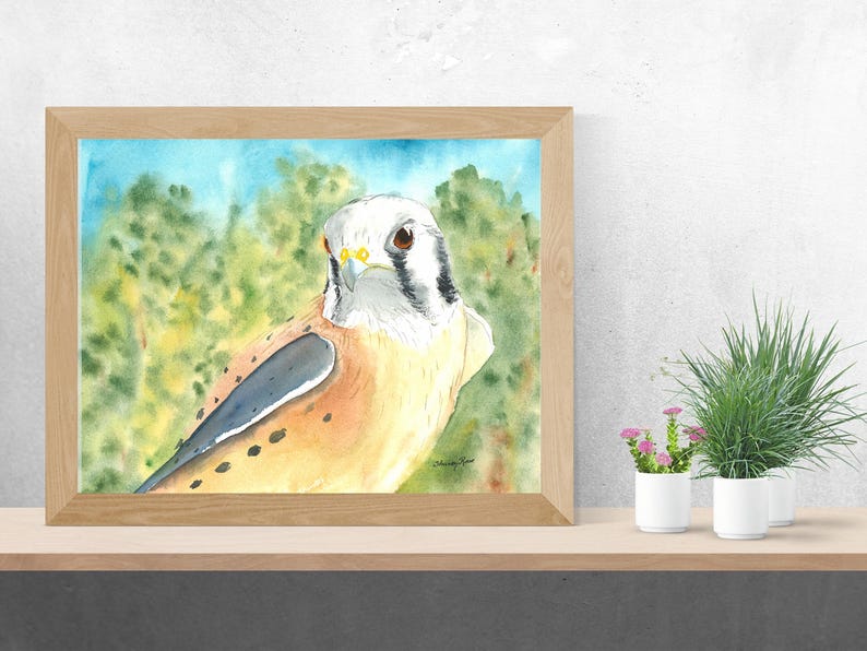 American Kestrel, Watercolor Painting, Printable Download - Etsy