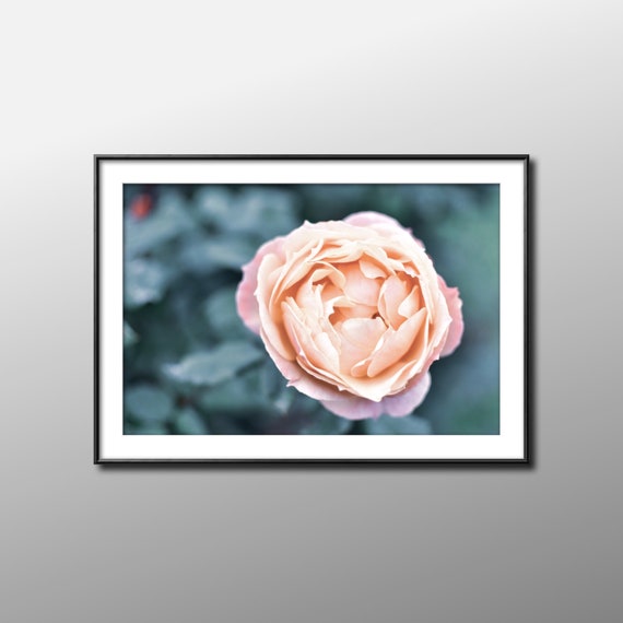 English Rose Print English Rose Digital Print Rose Wall | Etsy