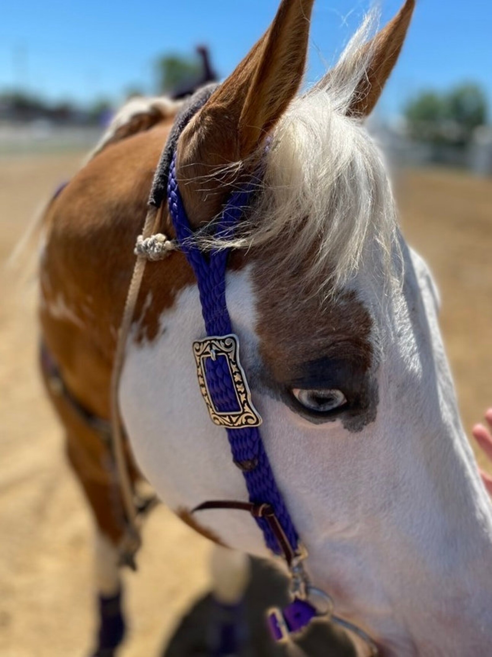 Custom Split Ear Horse Headstall - Etsy