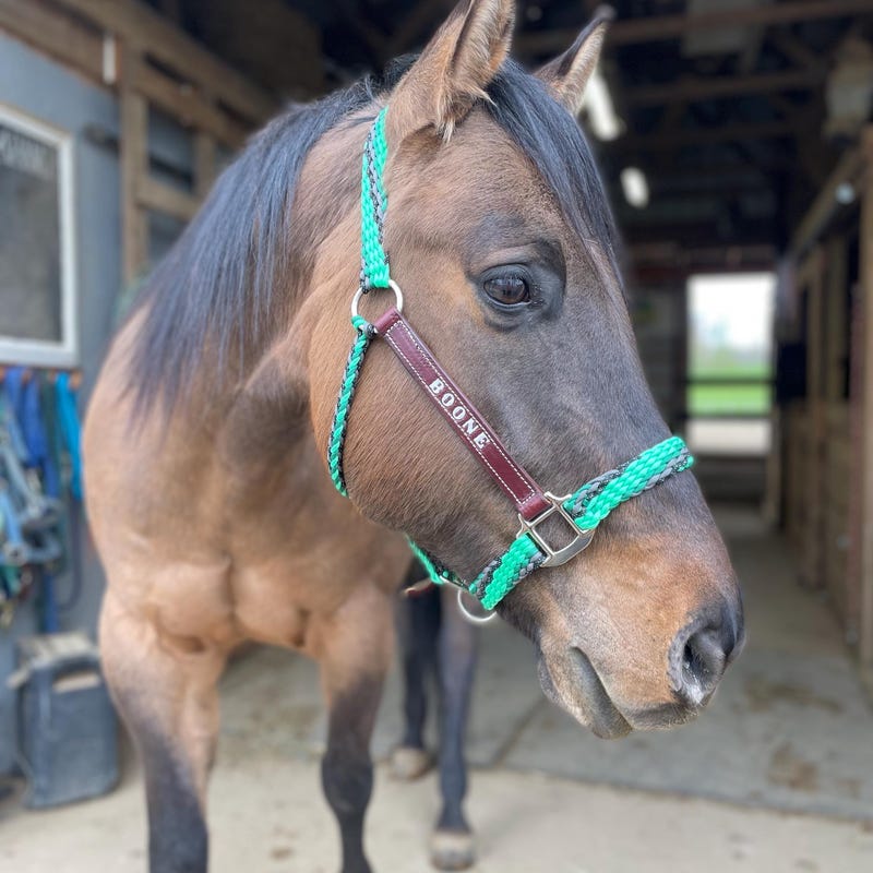 Custom Horse Halter - Etsy