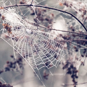 Set of 4 Square Nature Prints, Forest Wall Art Photography, Neutral ...