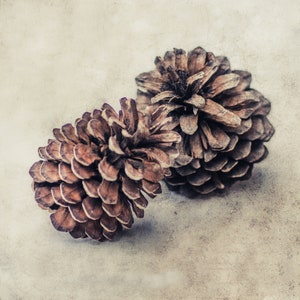 Set of 4 Square Nature Prints, Forest Wall Art Photography, Neutral ...