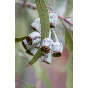 Set of 2 Australian Native Wall Art, Gum Tree Photography Prints ...