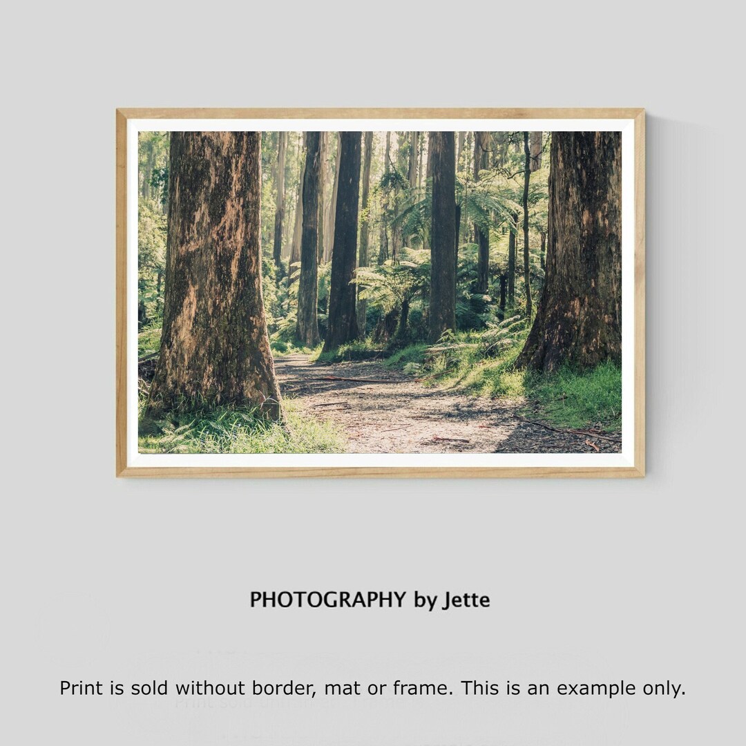 Australian Bush Forest Photography Print, Eucalyptus and Fern Trees ...