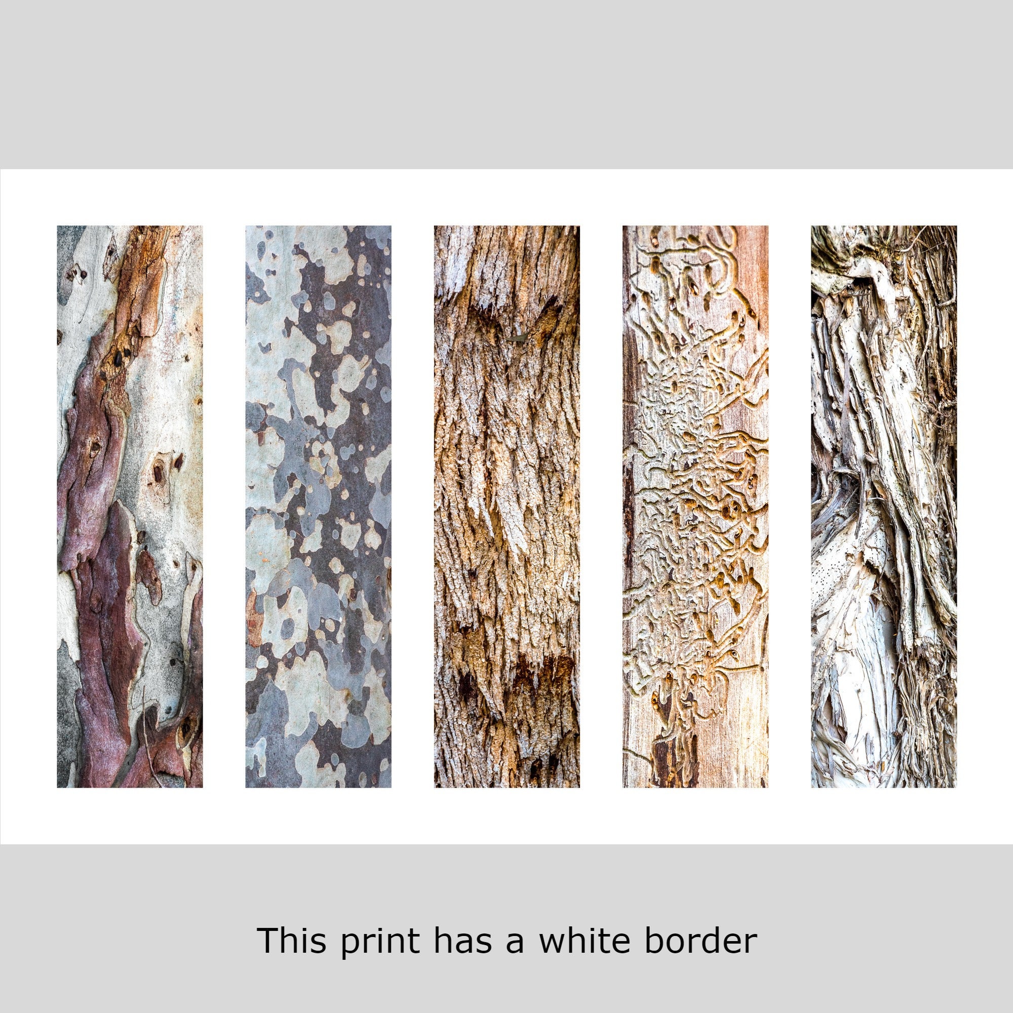 Australian Native Tree Bark Collage Print With White Border, Botanical ...