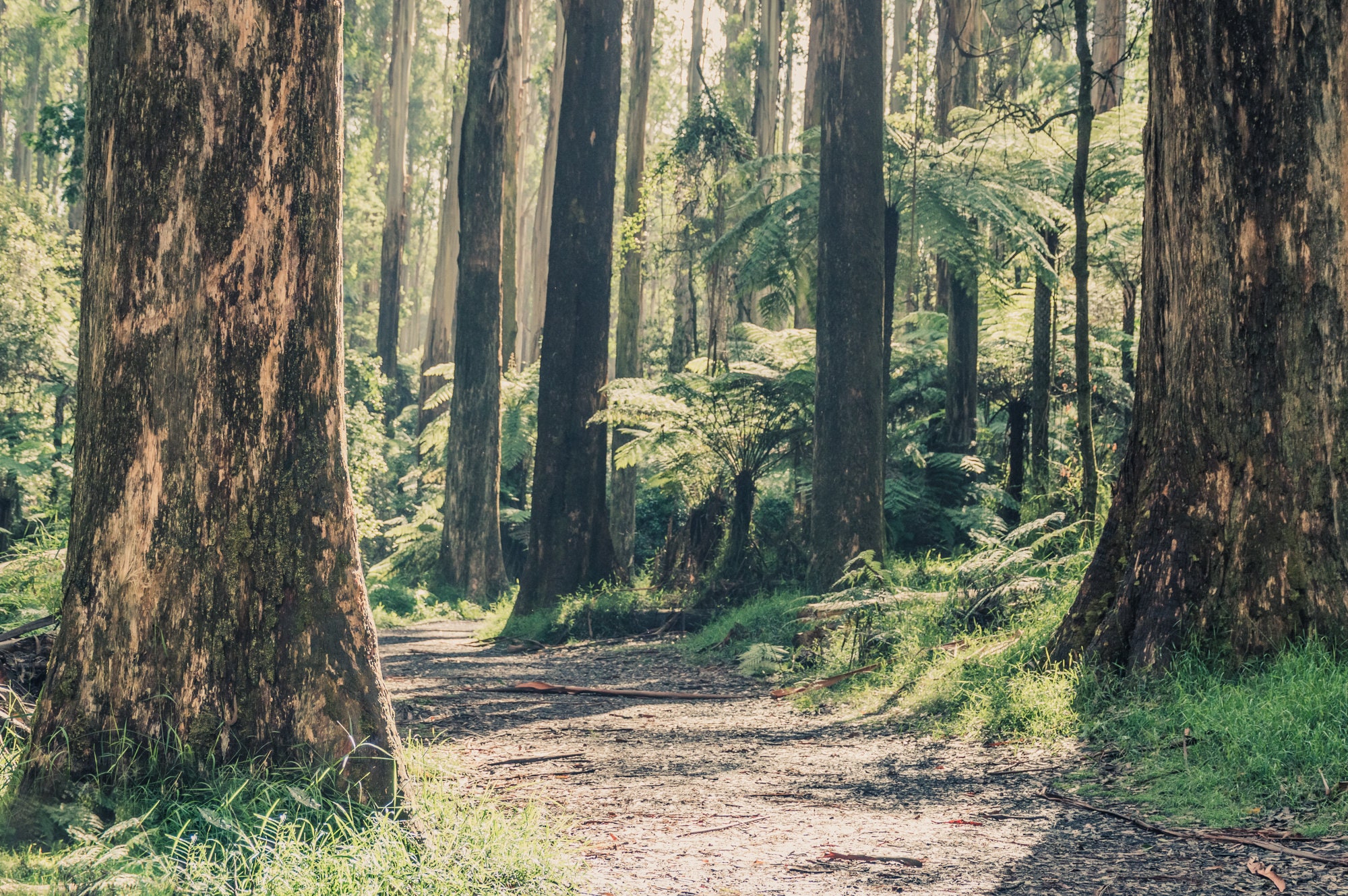 Australian Bush Forest Photography Print Eucalyptus and Fern | Etsy
