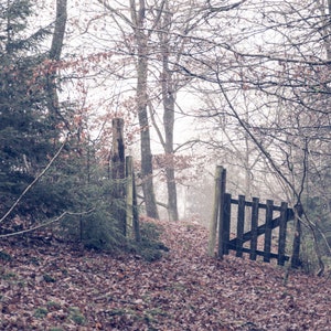 Set of 4 Square Nature Prints, Forest Wall Art Photography, Neutral ...