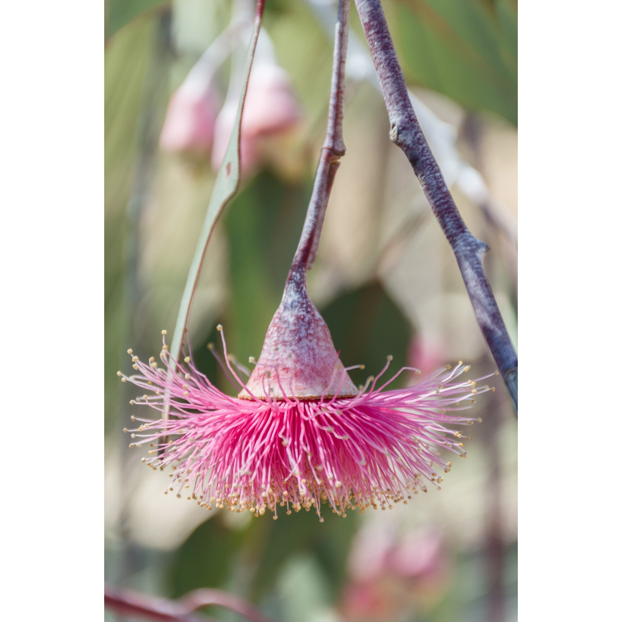 Set of 2 Australian Native Wall Art, Gum Tree Photography Prints ...