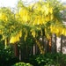 Sunshine Golden Rain Chain Rain Chain Tree Seed Kit - Etsy