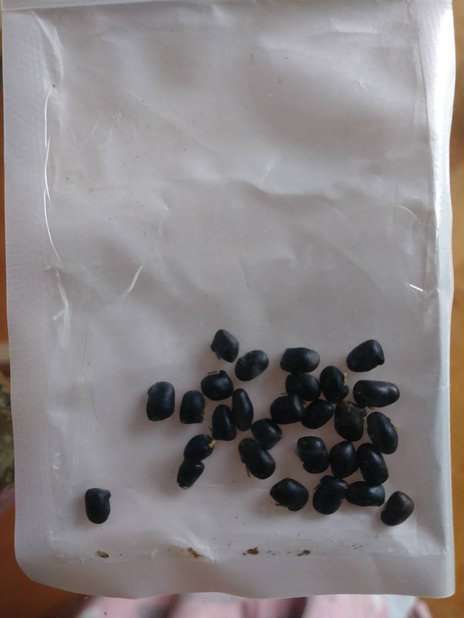 Sunshine Golden Rain Chain Rain Chain Tree Seed Kit - Etsy