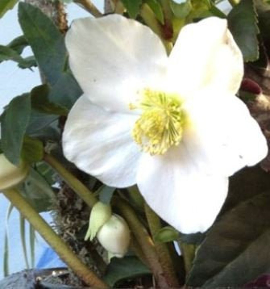 Bright White Angel Lenten Rose - Etsy