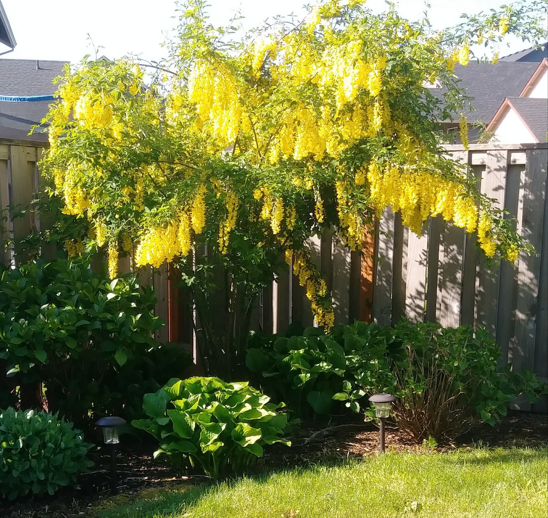 Golden Chain Tree Seed Kit - Sunshine Yellow Flowers - Etsy