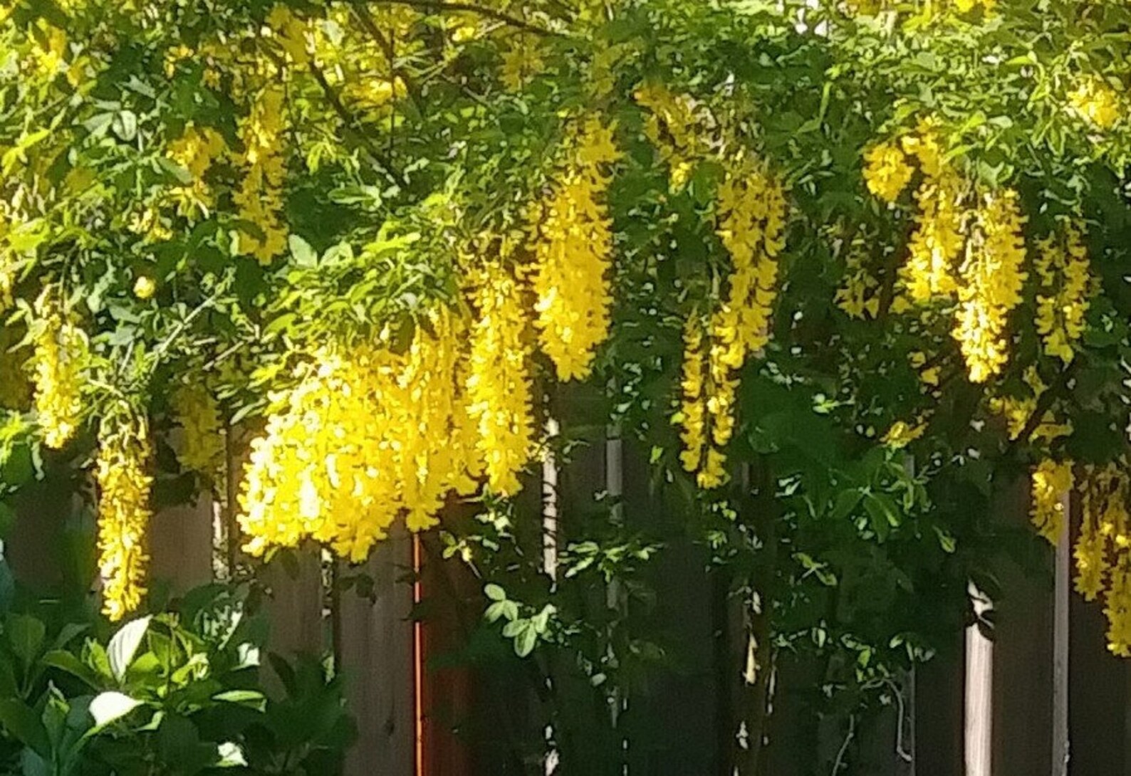 Sunshine Golden Rain Chain Rain Chain Tree Seed Kit - Etsy