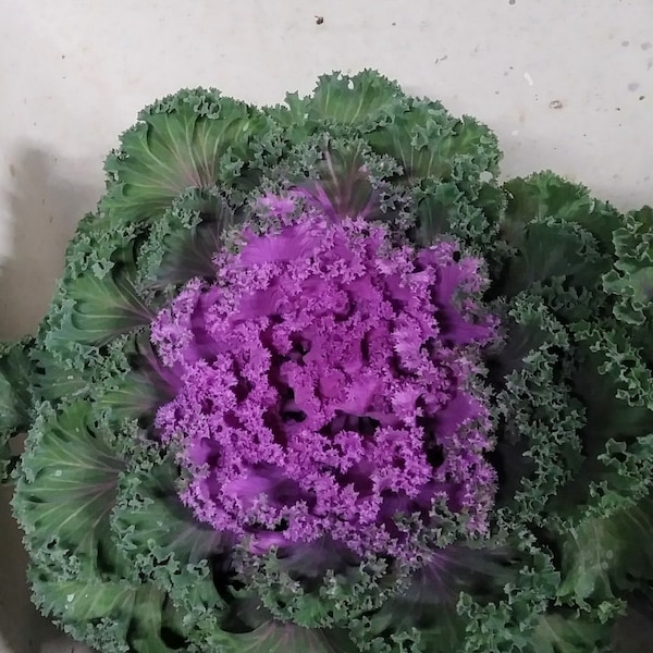 Flowering Kale - Etsy