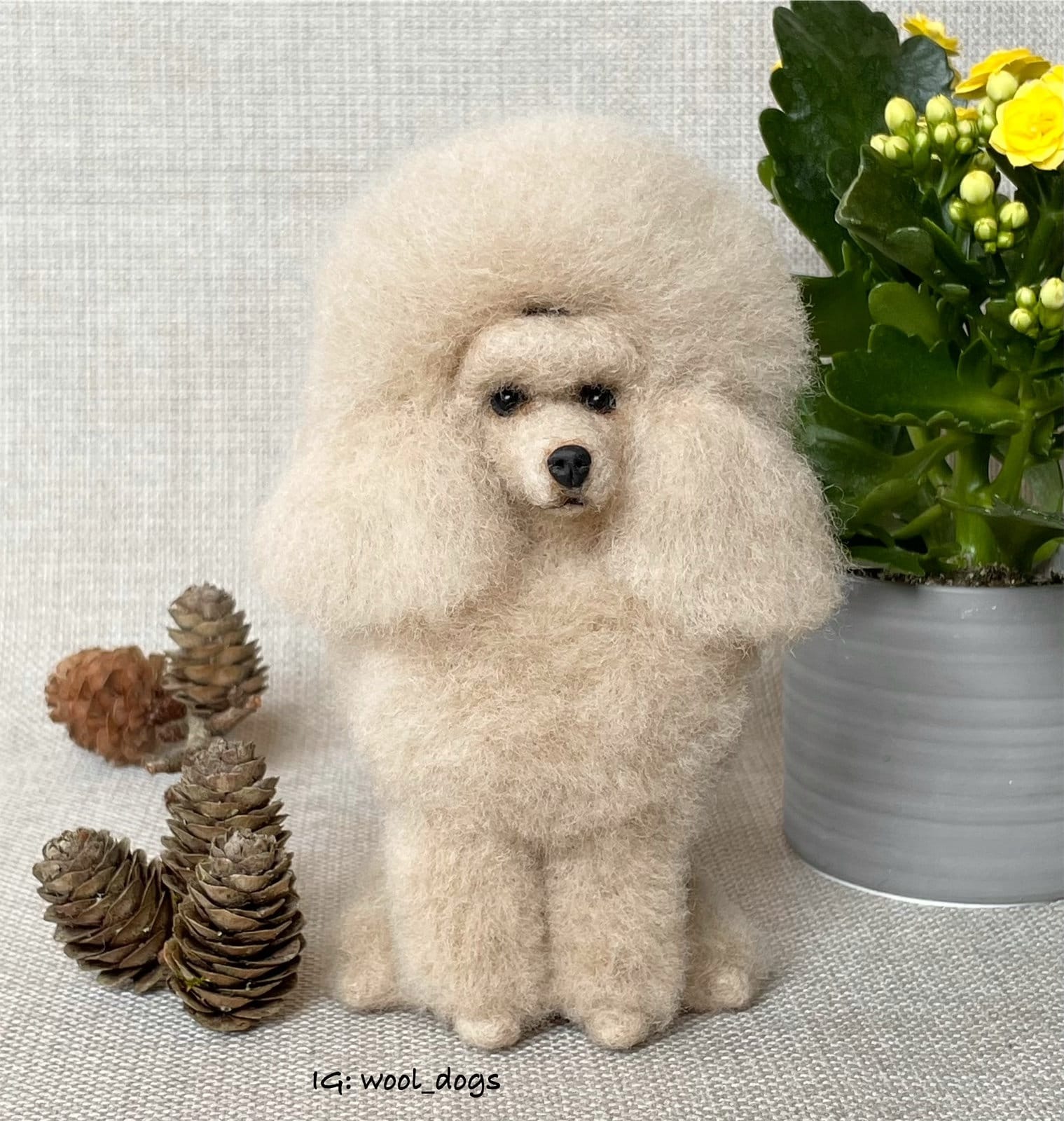 Cream Standard Poodles