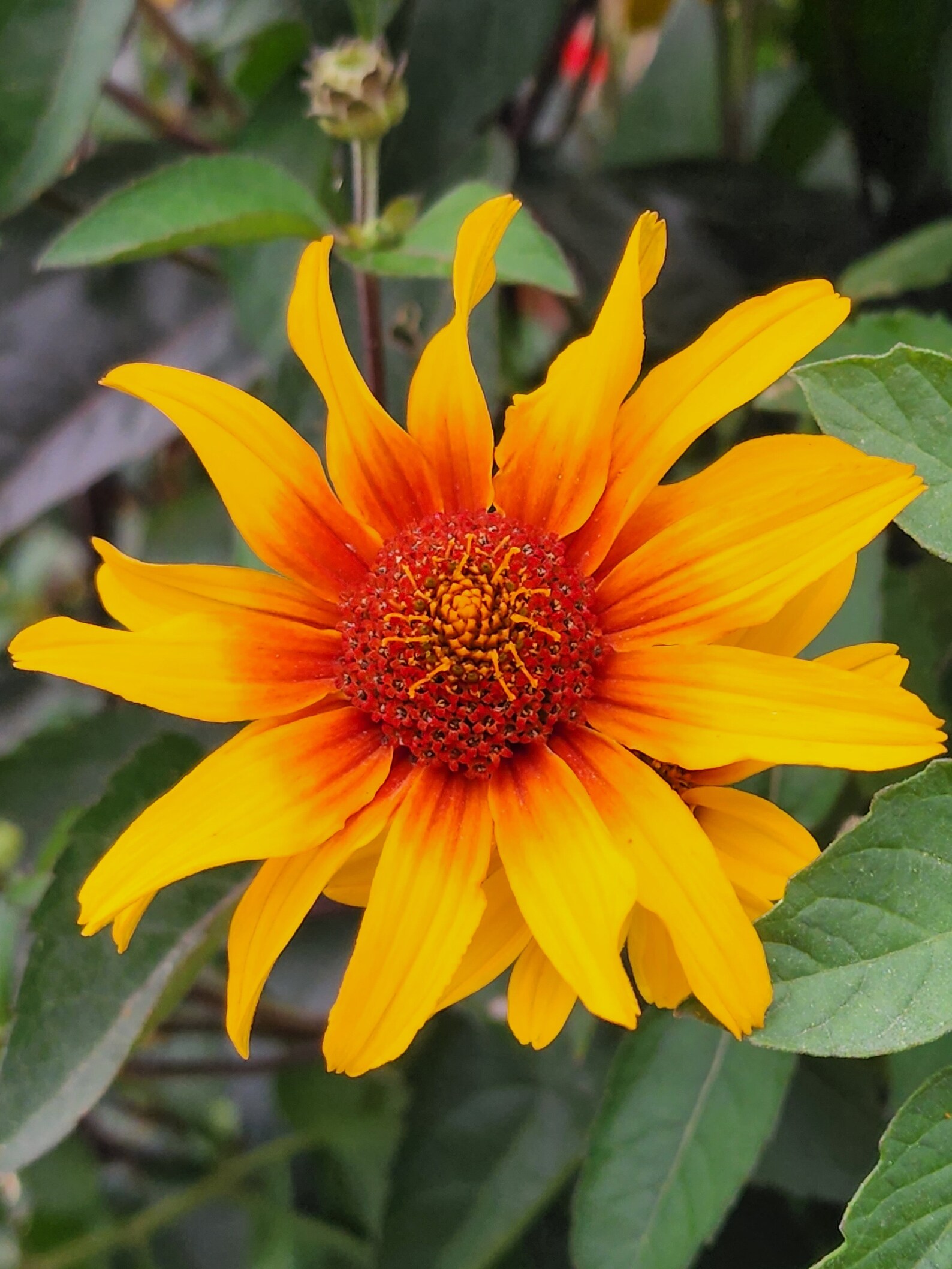 Heliopsis burning Hearts Seeds - Etsy