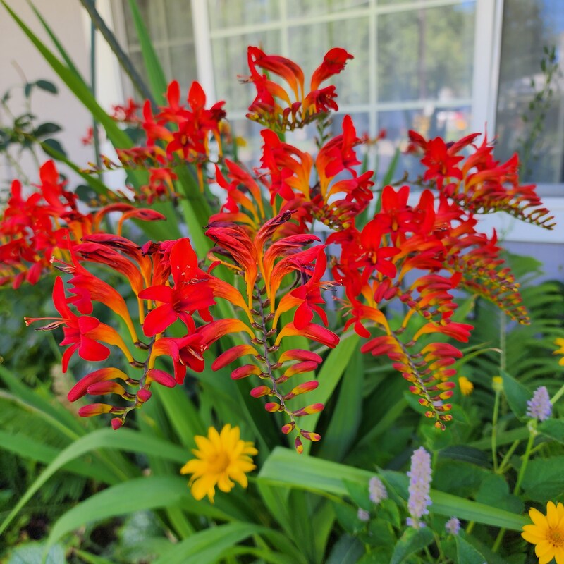 Lucifer Plant - Etsy