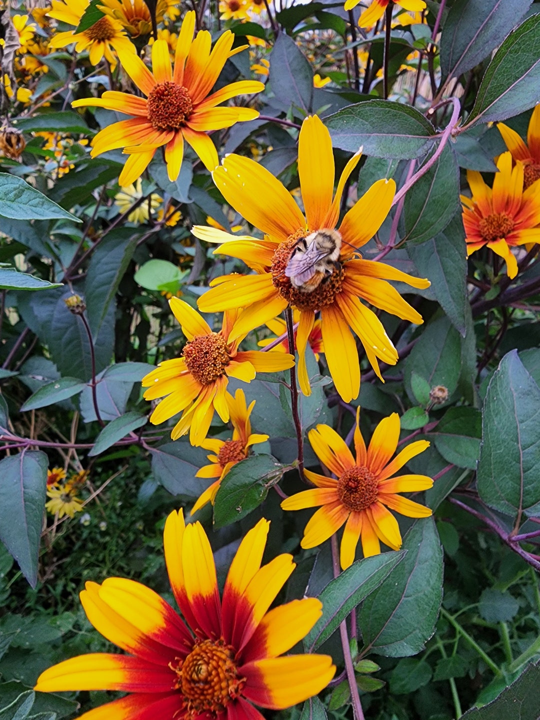 Heliopsis burning Hearts Seeds - Etsy