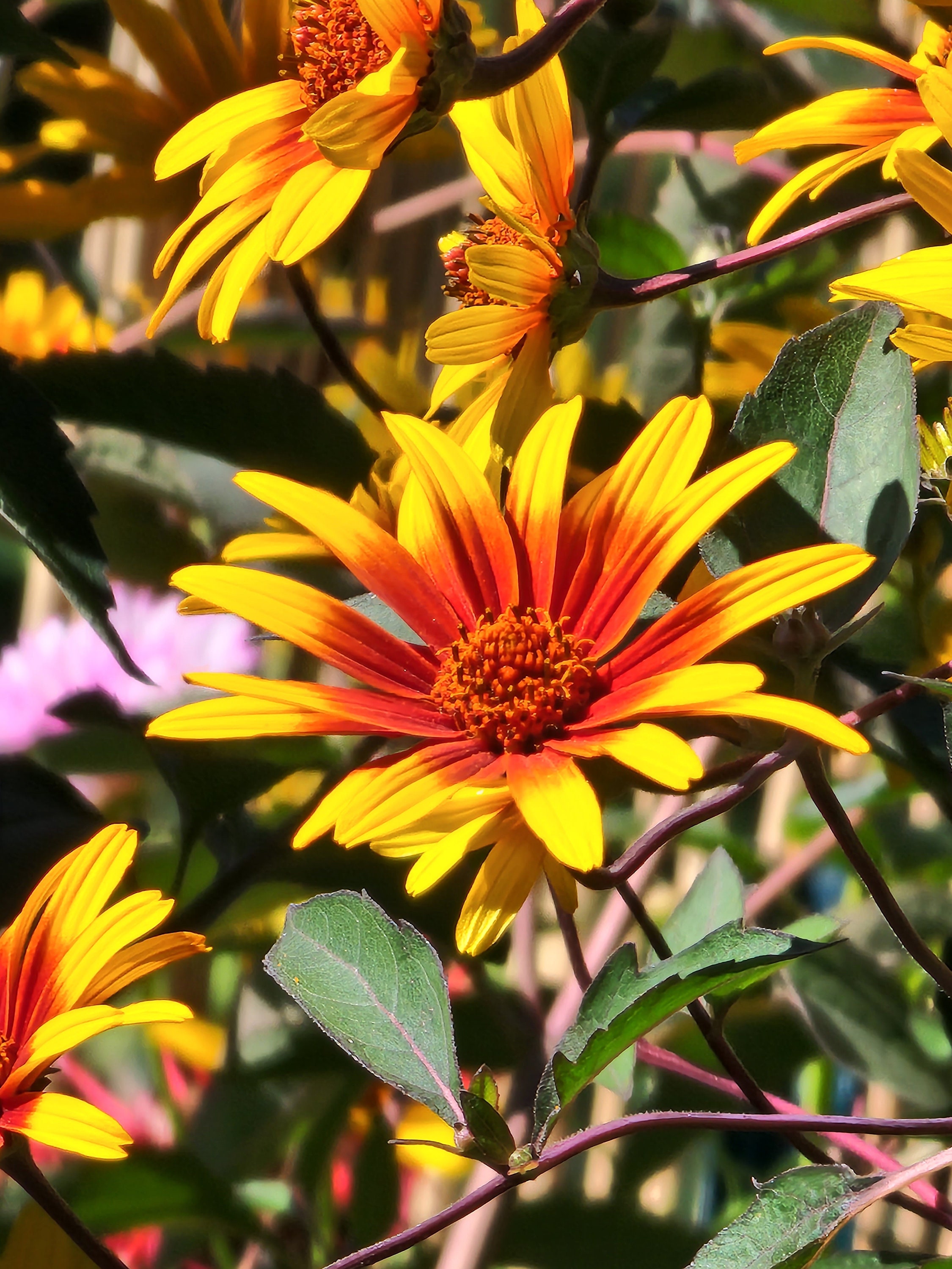 Heliopsis burning Hearts Seeds - Etsy