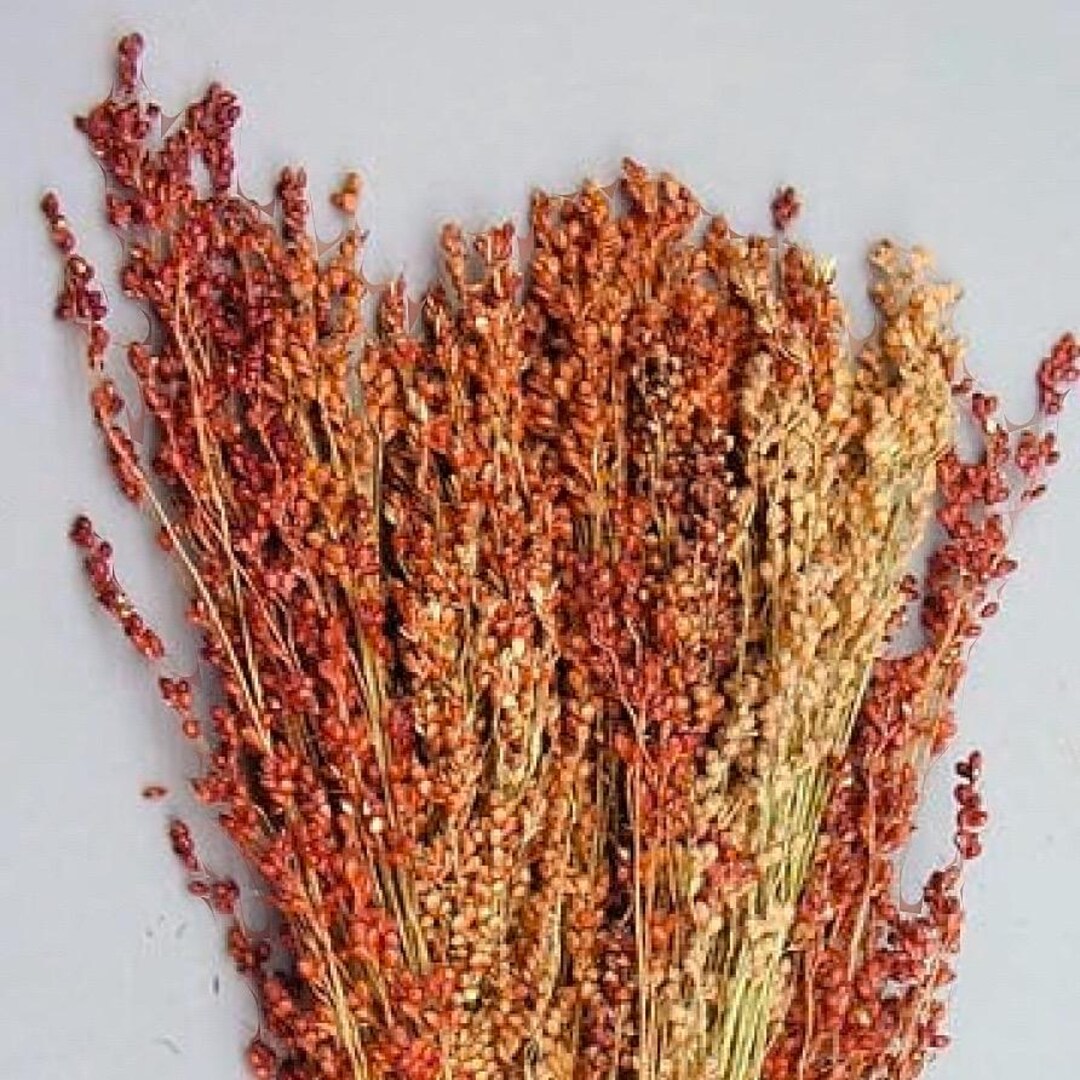 Broom Corn Seed - Broomcorn SEEDS Organic - Etsy