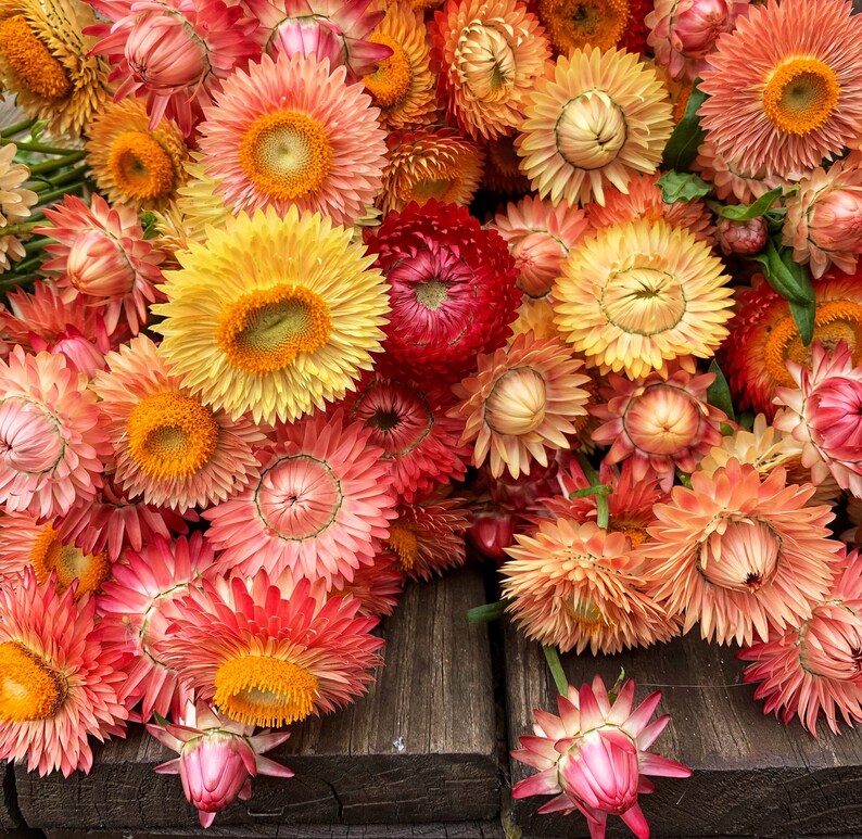 Apricot Peach Mix Strawflower Seeds Organic Helichrysum - Etsy