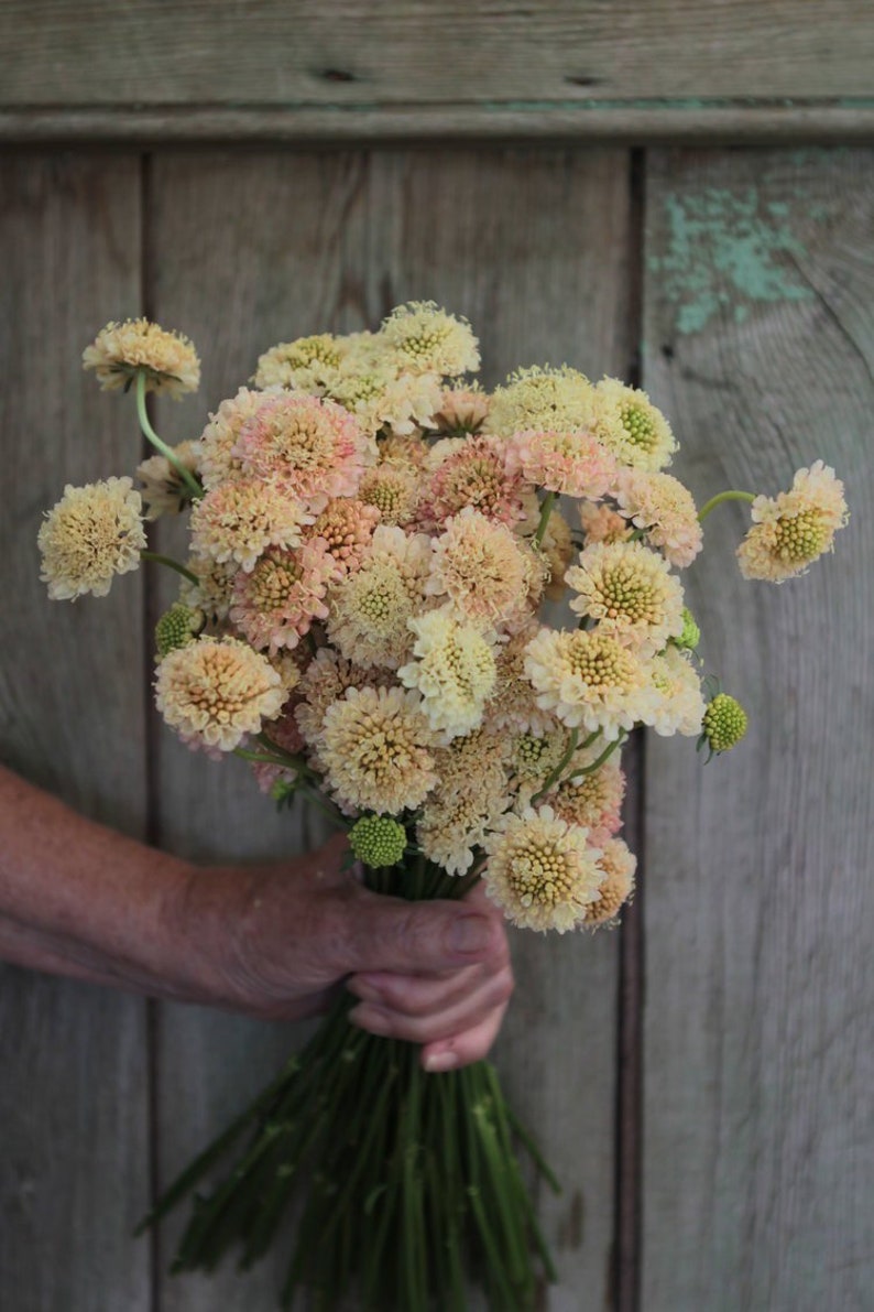 Fata Morgana Scabiosa Seed Pincushion Flower Seeds yellow | Etsy