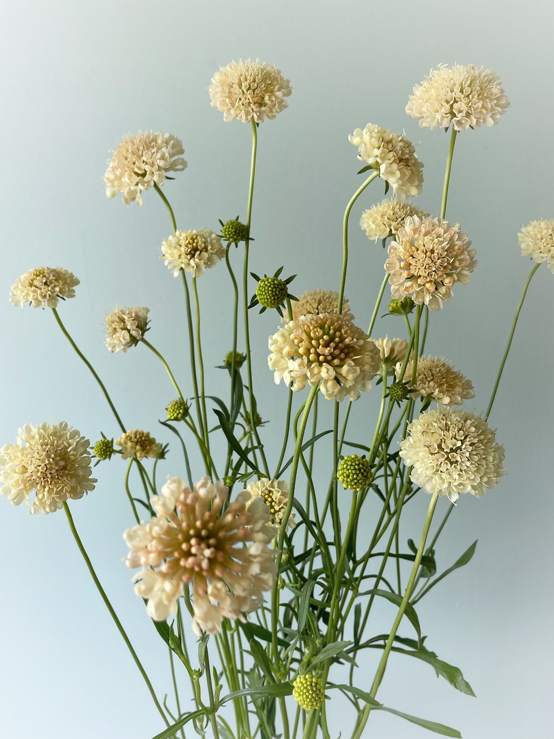 Fata Morgana Scabiosa Seed Pincushion Flower Seeds Yellow Blush Peach ...