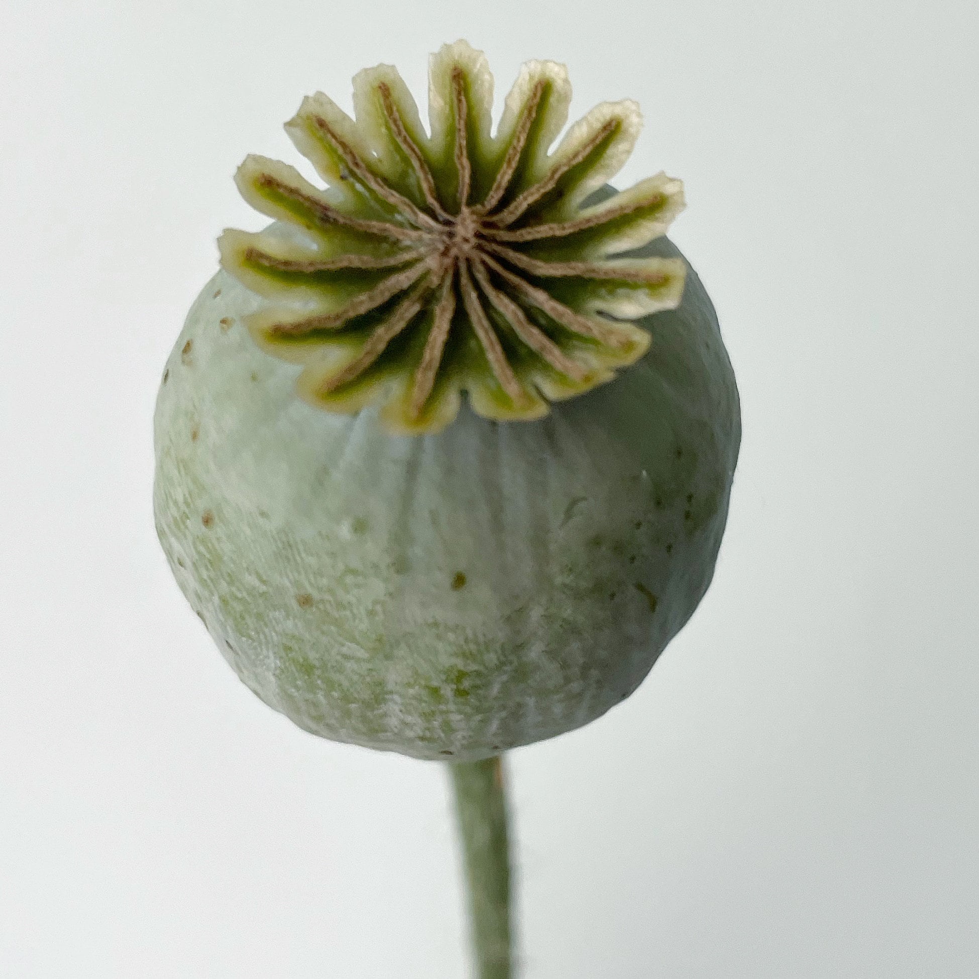Poppy Seed Pods