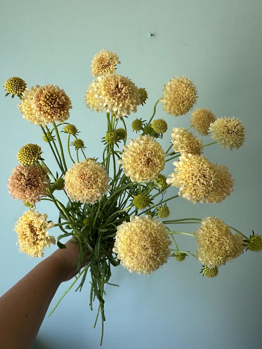 Scabiosa ‘fata Morgana’ Seeds | Organic Cut Flower Annual | Creamy ...