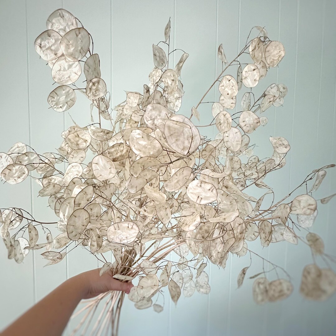 Lunaria Seeds - Moonflower, Silver Dollar Plant, & Honesty Seed for ...