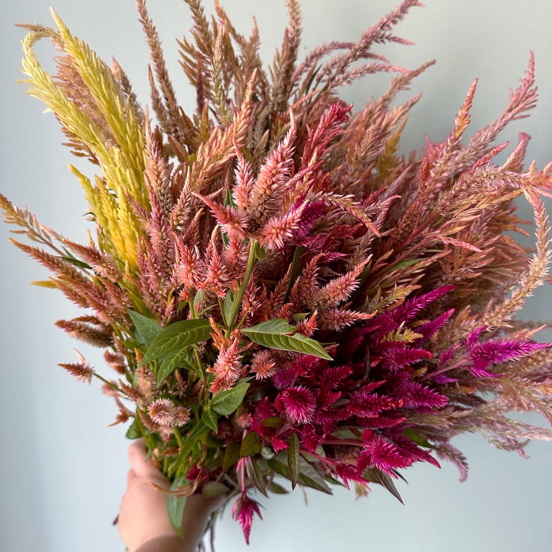 Celosia Mix - Seeds Organic, Crystal Beauty Crested, Vintage Blush Plume, Fuschia Plume, Terra ...