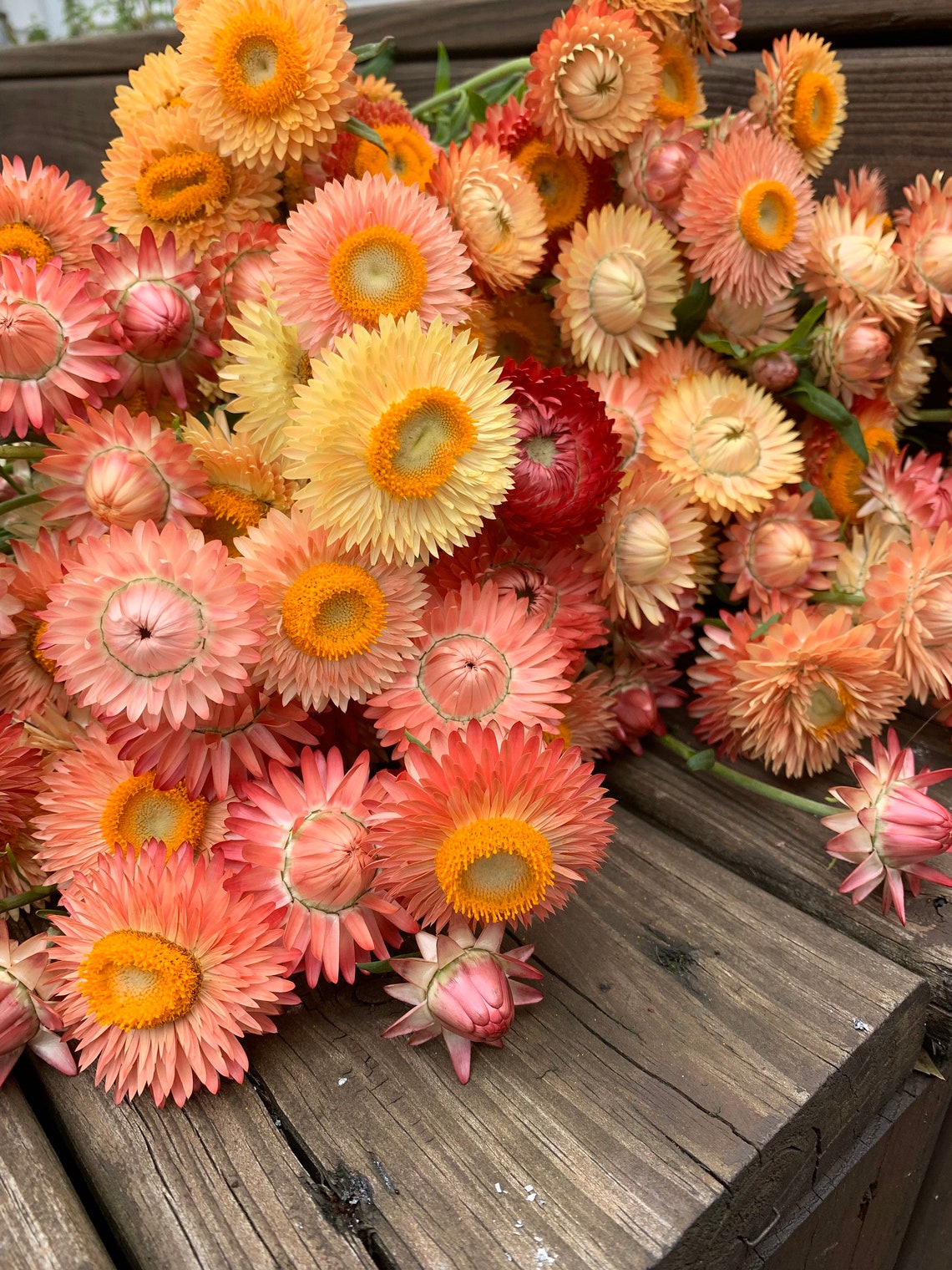 Apricot Peach Strawflower Seeds organic hand harvested | Etsy