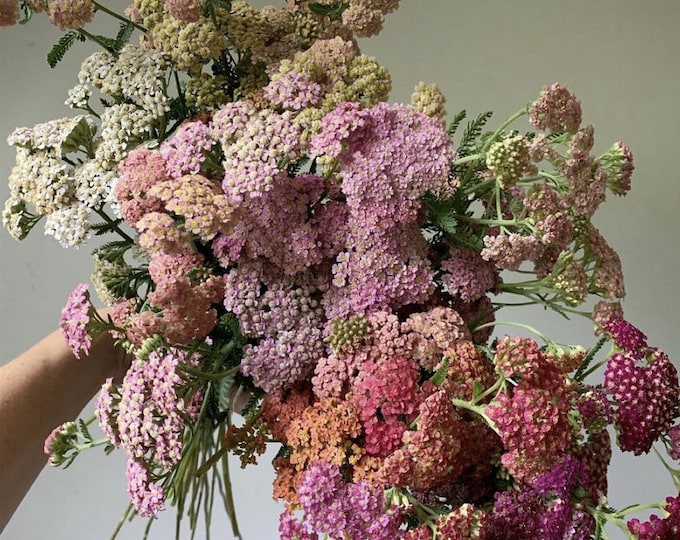 Yarrow Seed “summer Pastels”, Perennial Cut Flower Seeds Organic - Etsy