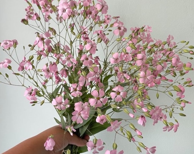 Pink Beauty Saponaria - Cut Flower Farm Garden - 20 Plus Seeds ...