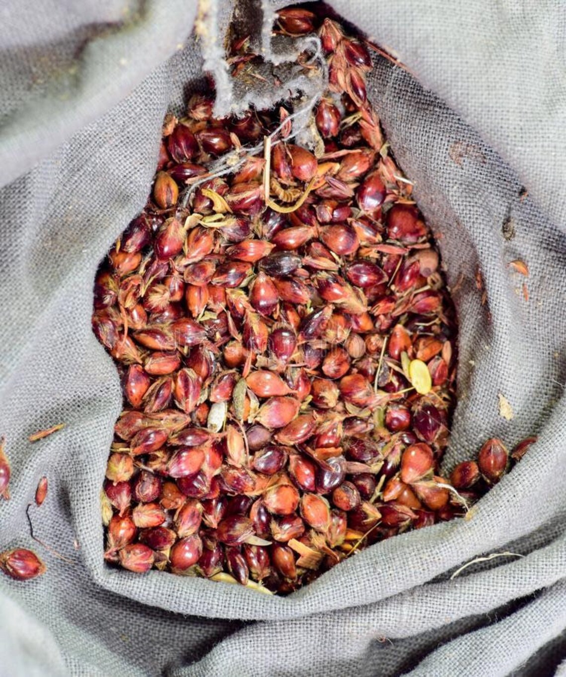 Broom Corn Seed Broomcorn SEEDS Organic - Etsy