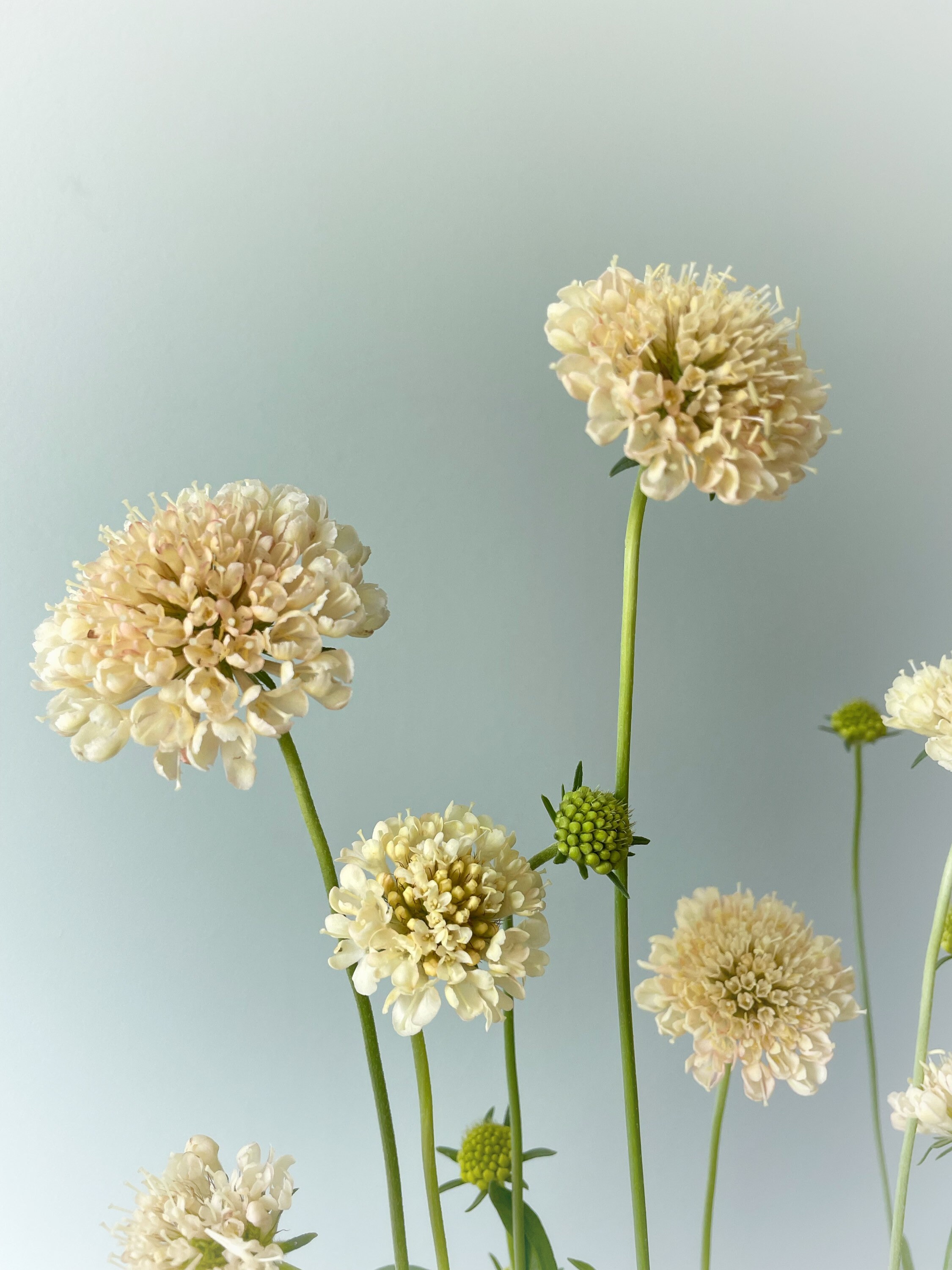 Fata Morgana Scabiosa Seed Pincushion Flower Seeds yellow | Etsy