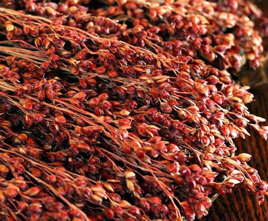 Broom Corn Seed Broomcorn SEEDS Organic - Etsy