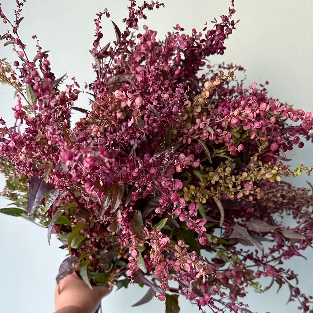 Red Plume Atriplex Orach Seeds, Organic, Filler Cut Flower - Etsy