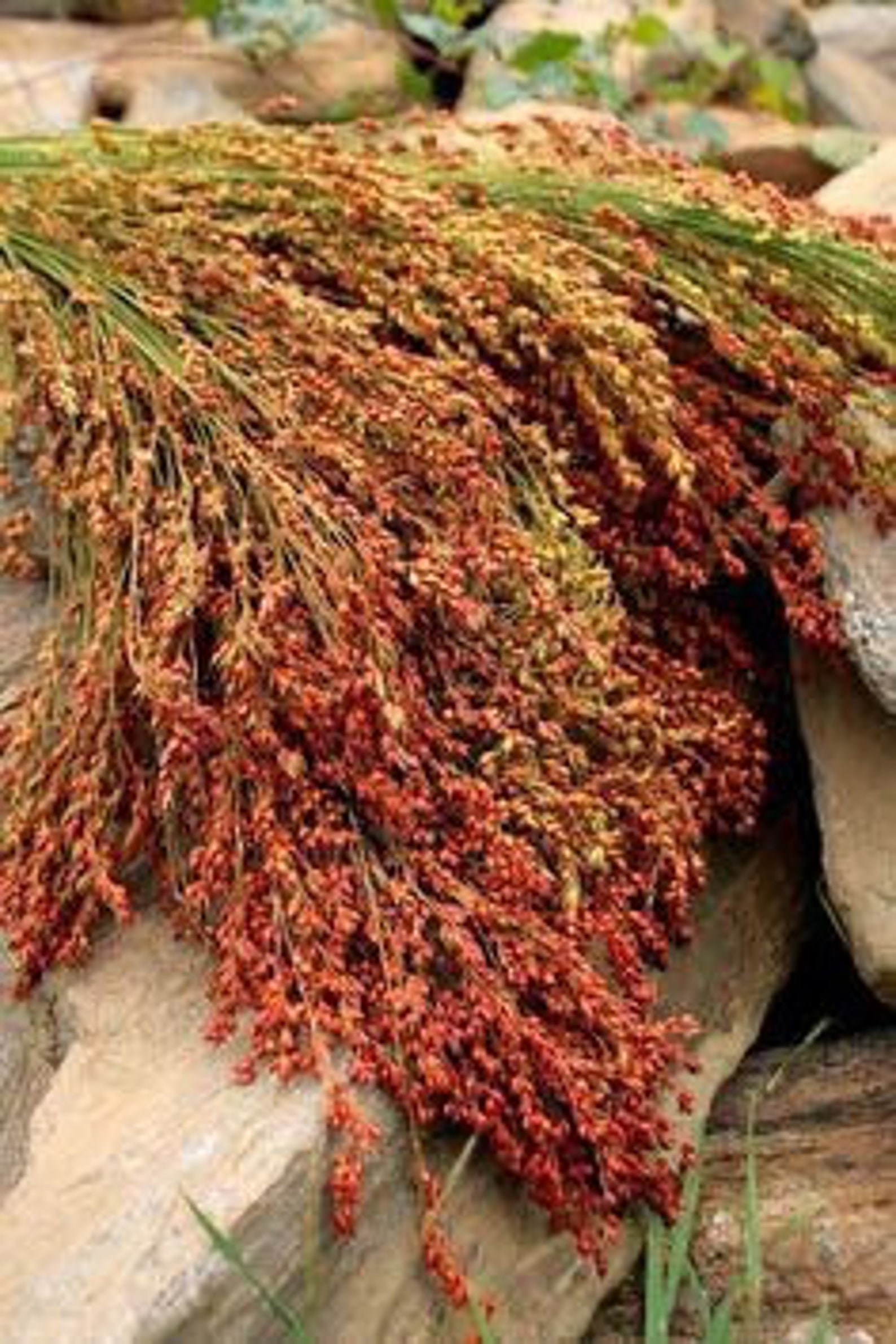 Broom Corn Seed Broomcorn SEEDS Organic - Etsy