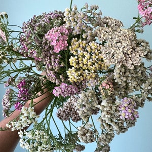 Yarrow Seed “summer Pastels”, Perennial Cut Flower Seeds Organic - Etsy